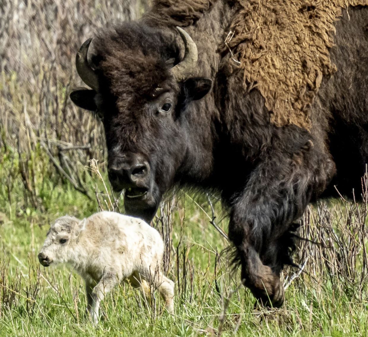 Yellowstone officials: Rare white buffalo sacred to Native Americans ...
